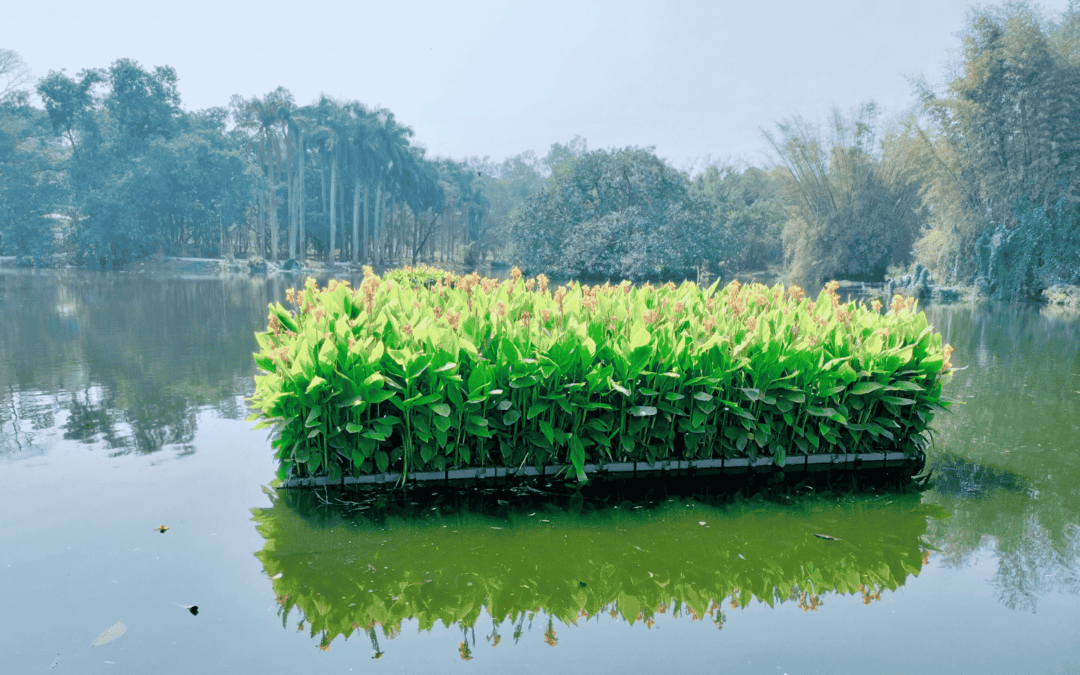 Transforming India’s Water Bodies with Floating Wetlands: A Natural ...